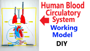 how to make human blood circulatory system working model with syringes ...
