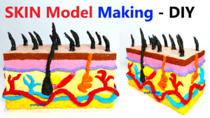 biology working models - Science Projects | Maths TLM | English TLM ...