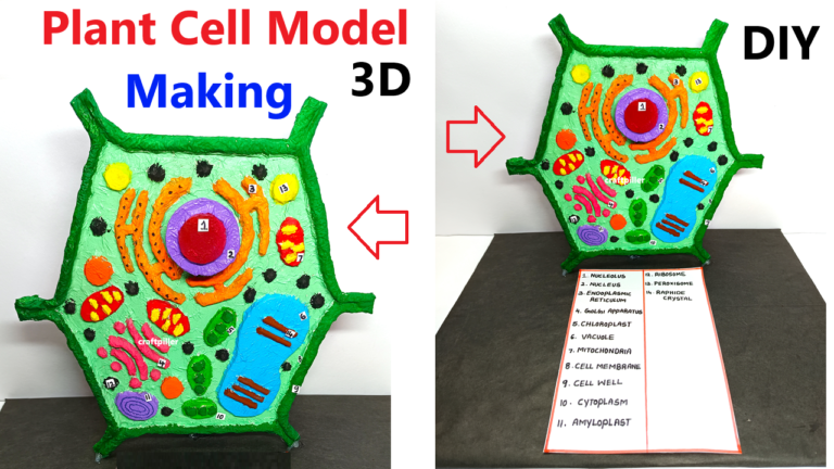how to make 3D plant cell model for science exhibition - Science ...