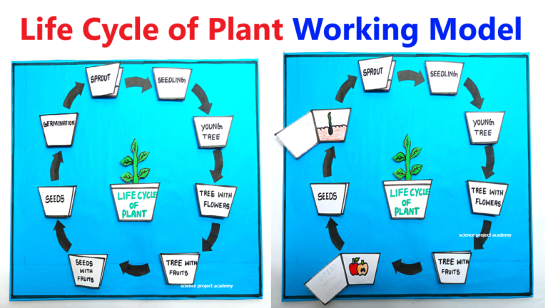 Plant Life Cycle Model: Seed Germination Science Project - Science ...