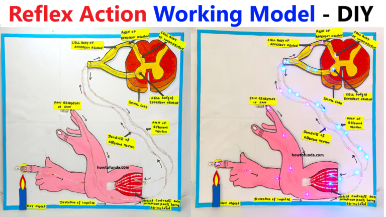 biology working models - Science Projects | Maths TLM | English TLM ...