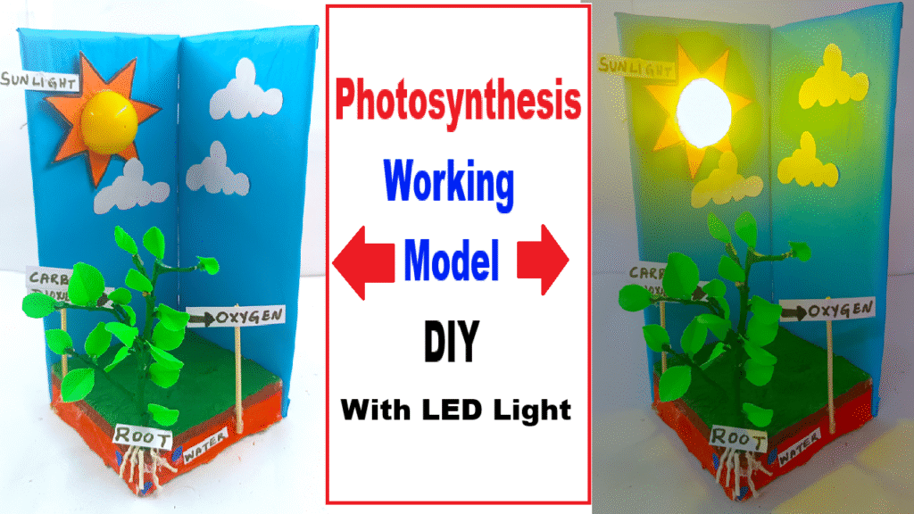 how to make the working model on Photosynthesis - Science Projects ...