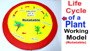 how to make life cycle of plant working model making for science ...