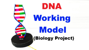 How to Make Rotating DNA Working Model – DIY Science Project - Science ...