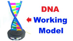 science project models - Science Projects | Maths TLM | English TLM ...