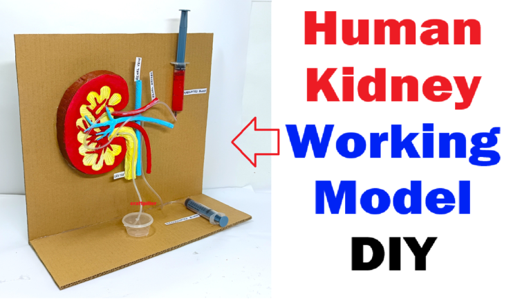 biology working models - Science Projects | Maths TLM | English TLM ...
