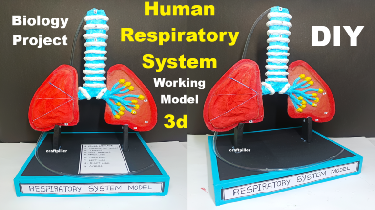 How To Make Human Respiratory System Working Model (3D Lungs) Using ...
