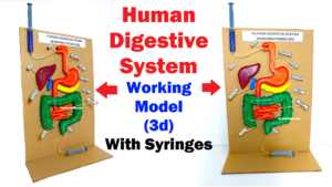 How To Make Human Digestive System Working Model (3D) Using Syringes ...