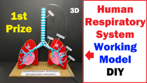 How To Make Human Respiratory System Working Model(3D) - Science ...