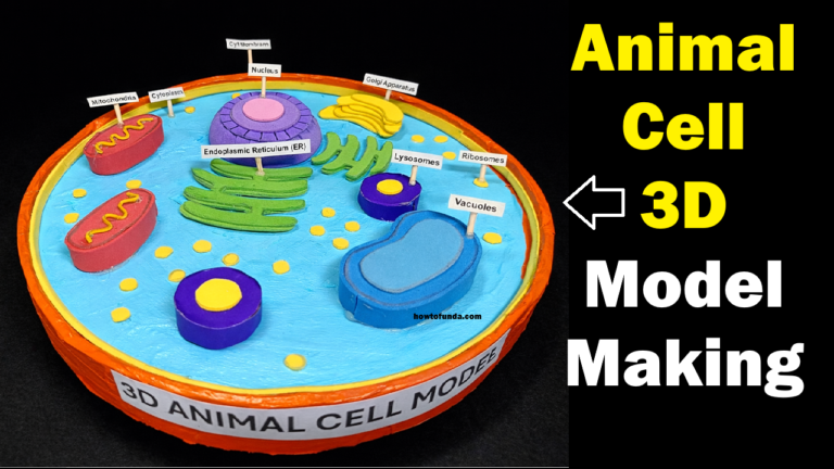 biology working models - Science Projects | Maths TLM | English TLM ...