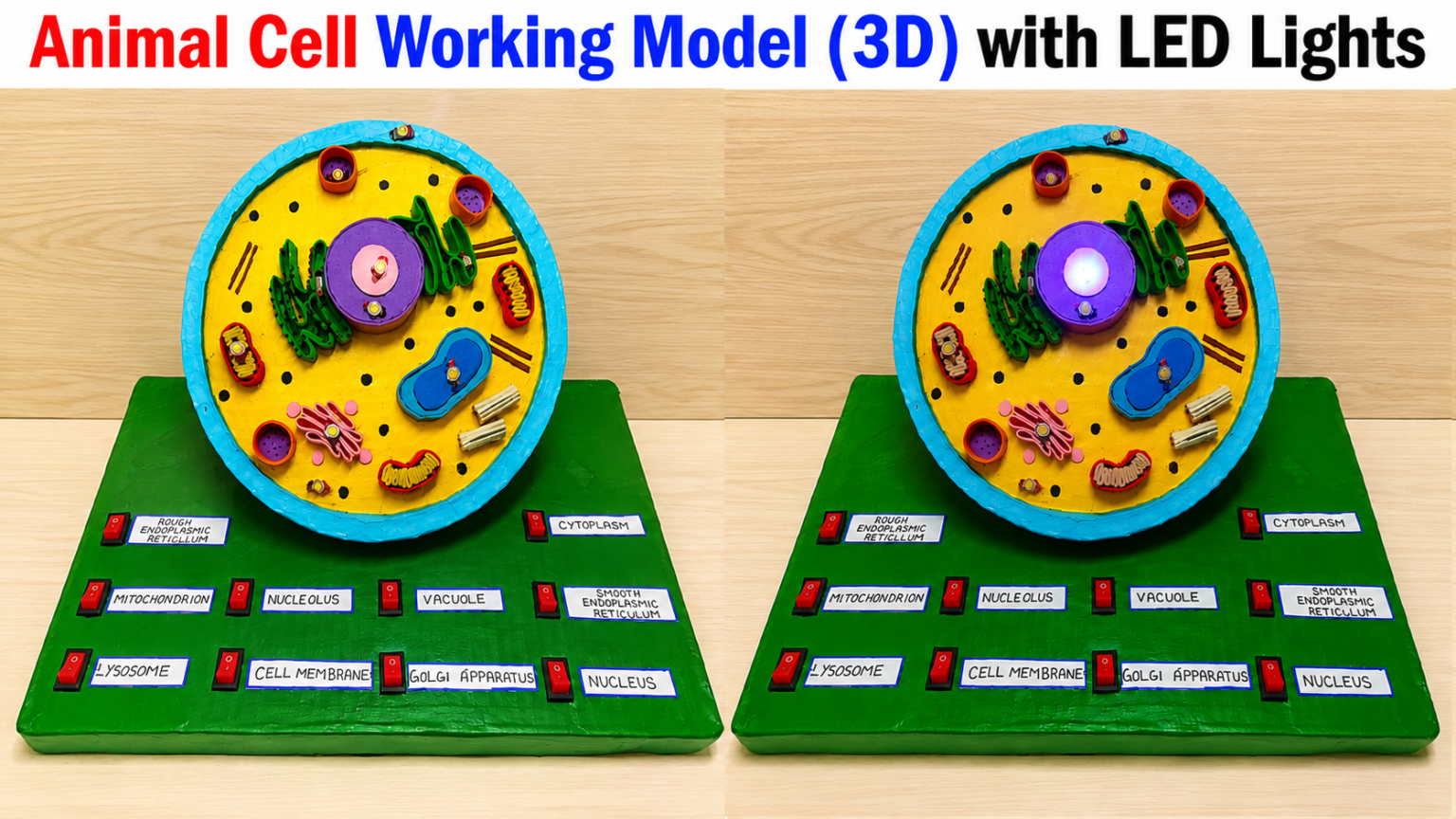 How To Make Animal Cell 3D Working Model with LED Lights – Science ...