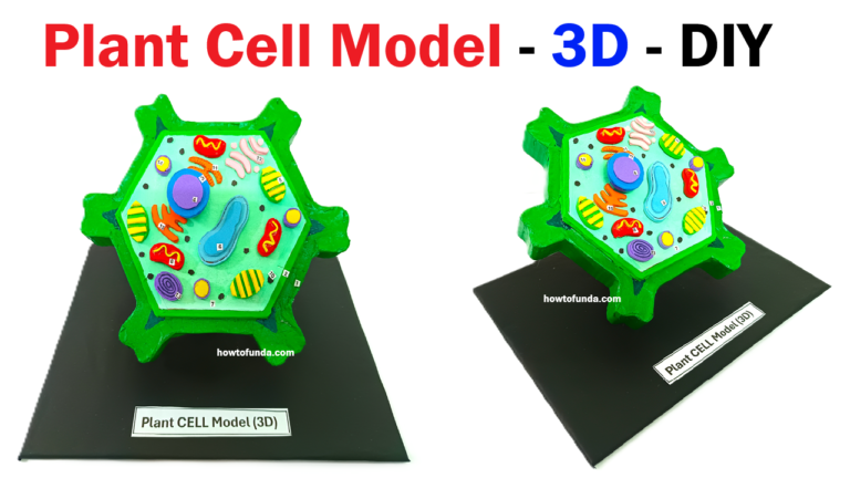 How To Make Plant Cell 3D Model – Science Exhibition - Science Projects ...